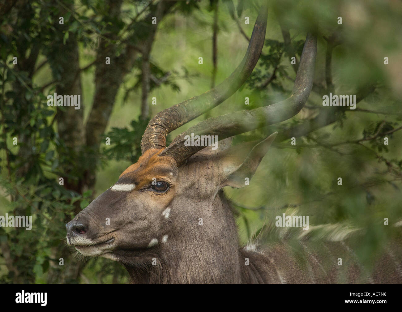 Nyala male in the woodland of the Hluhluwe Mfolozi Park in South Africa ...