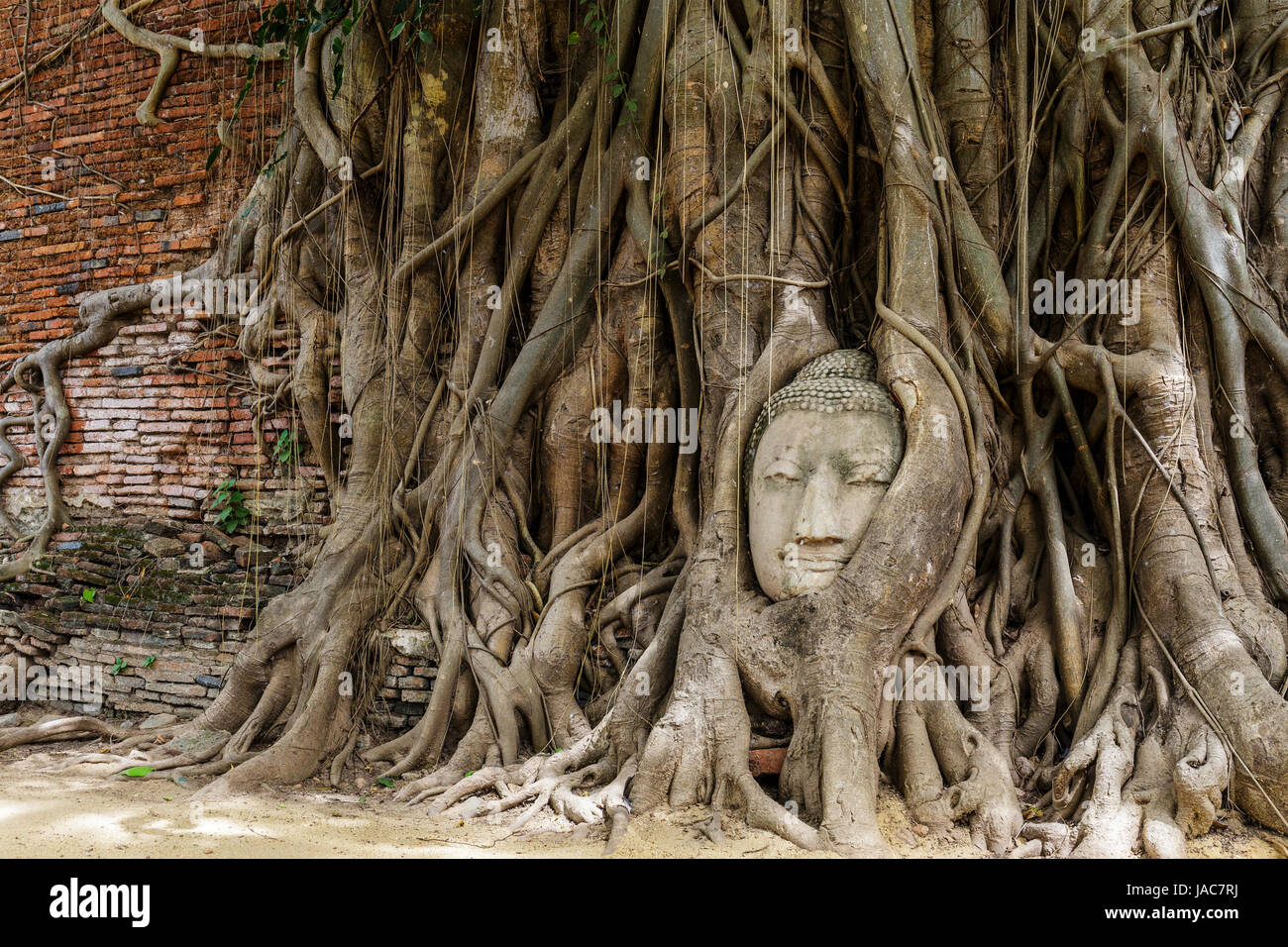 Buddha head in old tree Stock Photo - Alamy