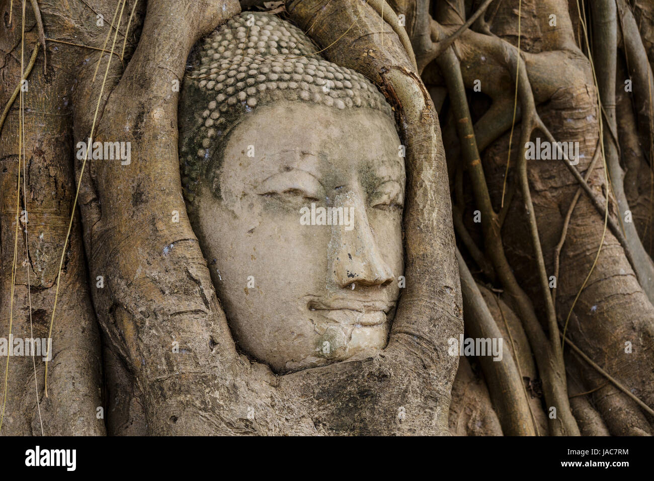 Buddha head in tree Stock Photo - Alamy