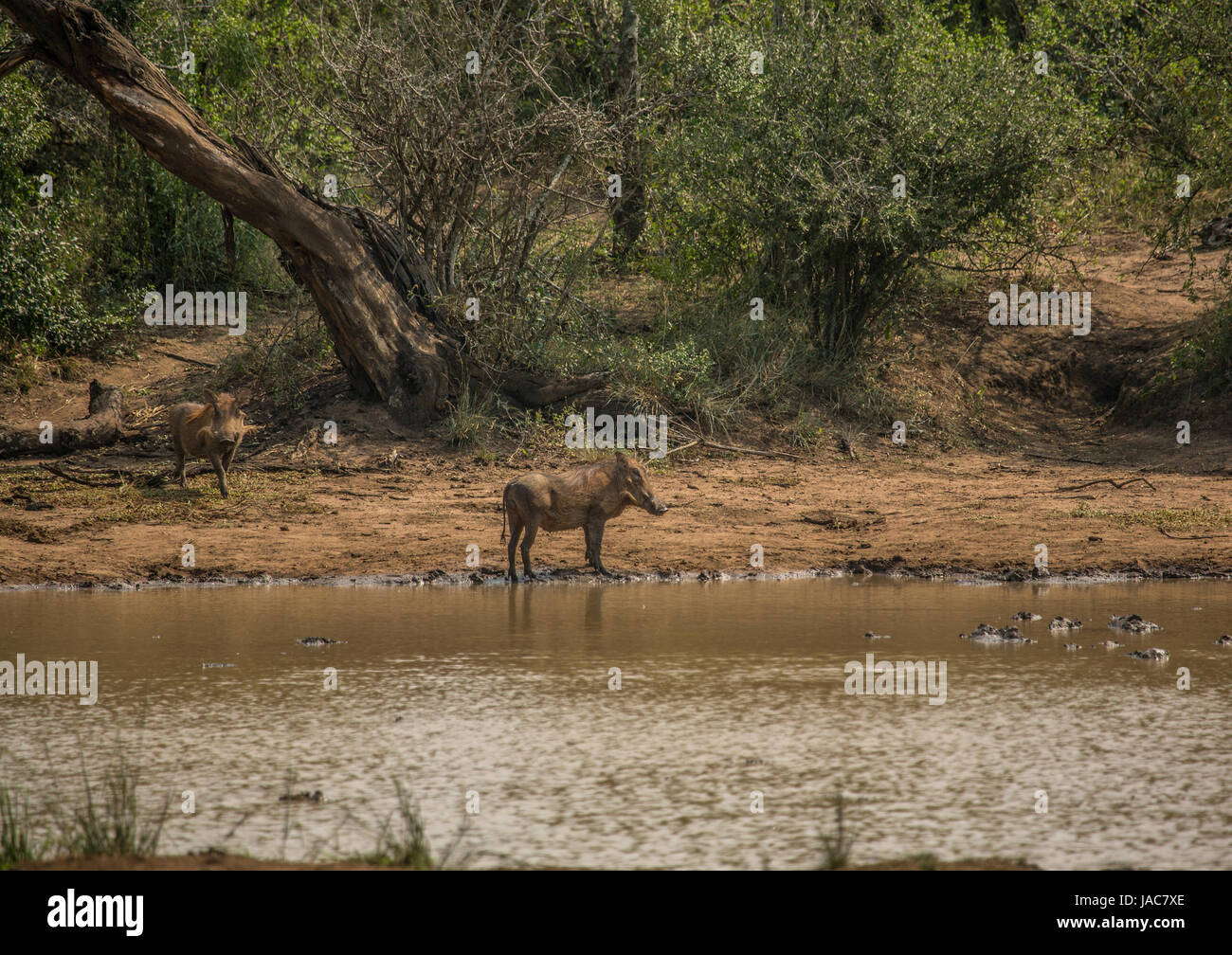 Imfolozi river hi-res stock photography and images - Alamy