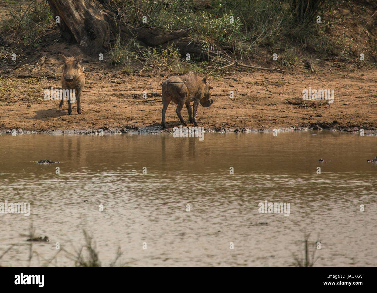 Imfolozi river hi-res stock photography and images - Alamy