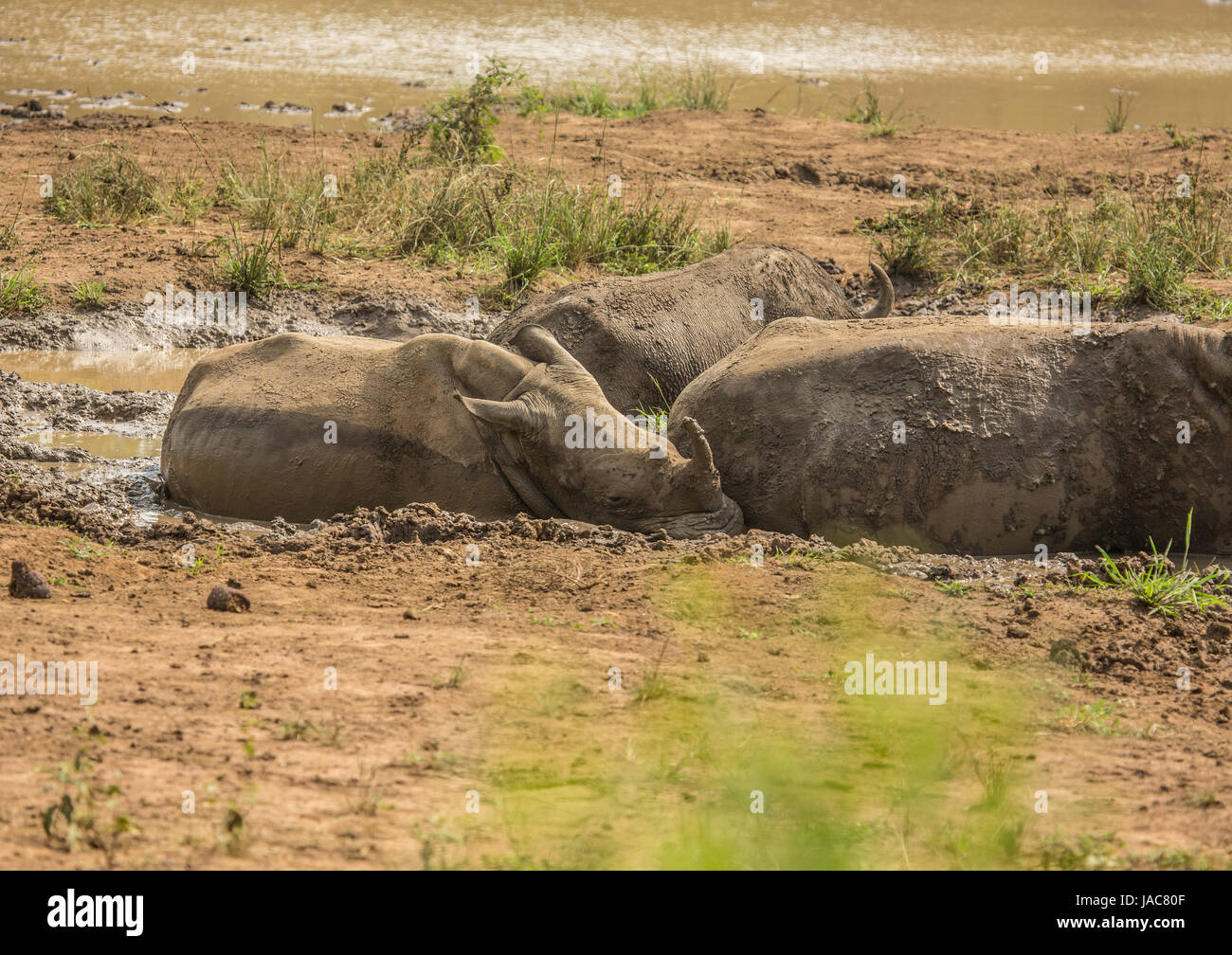 White rhinoceros laying in the mud near a waterhole at the Hluhluwe ...
