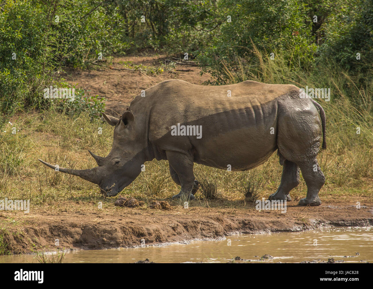 White rhinoceros laying in the mud near a waterhole at the Hluhluwe ...