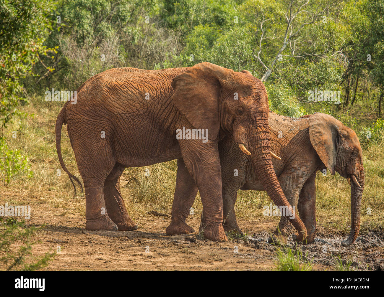 African savannah elephant mother with her child at a waterhole at the ...