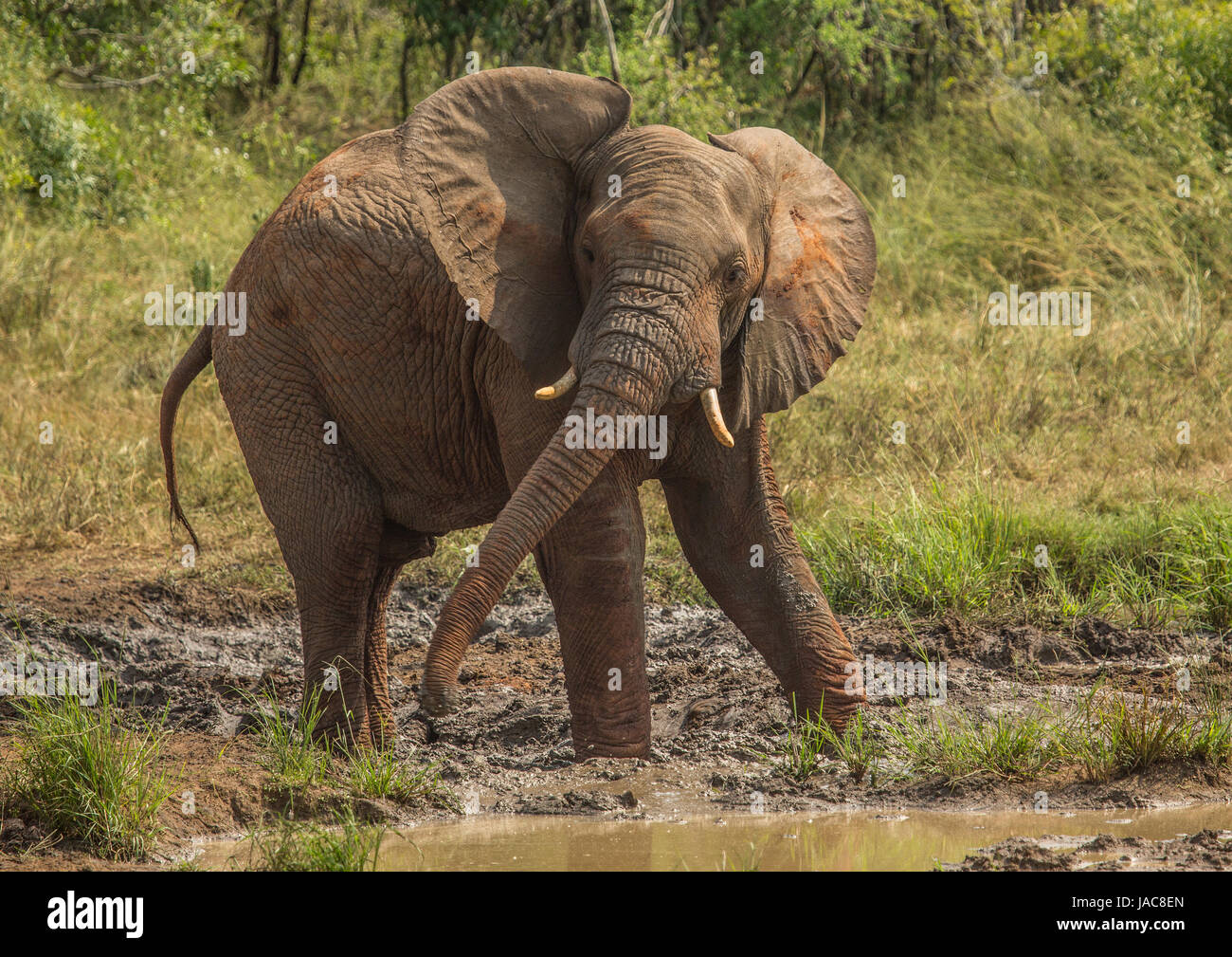 Young african savannah elephant bull at a waterhole spraying mud on his ...