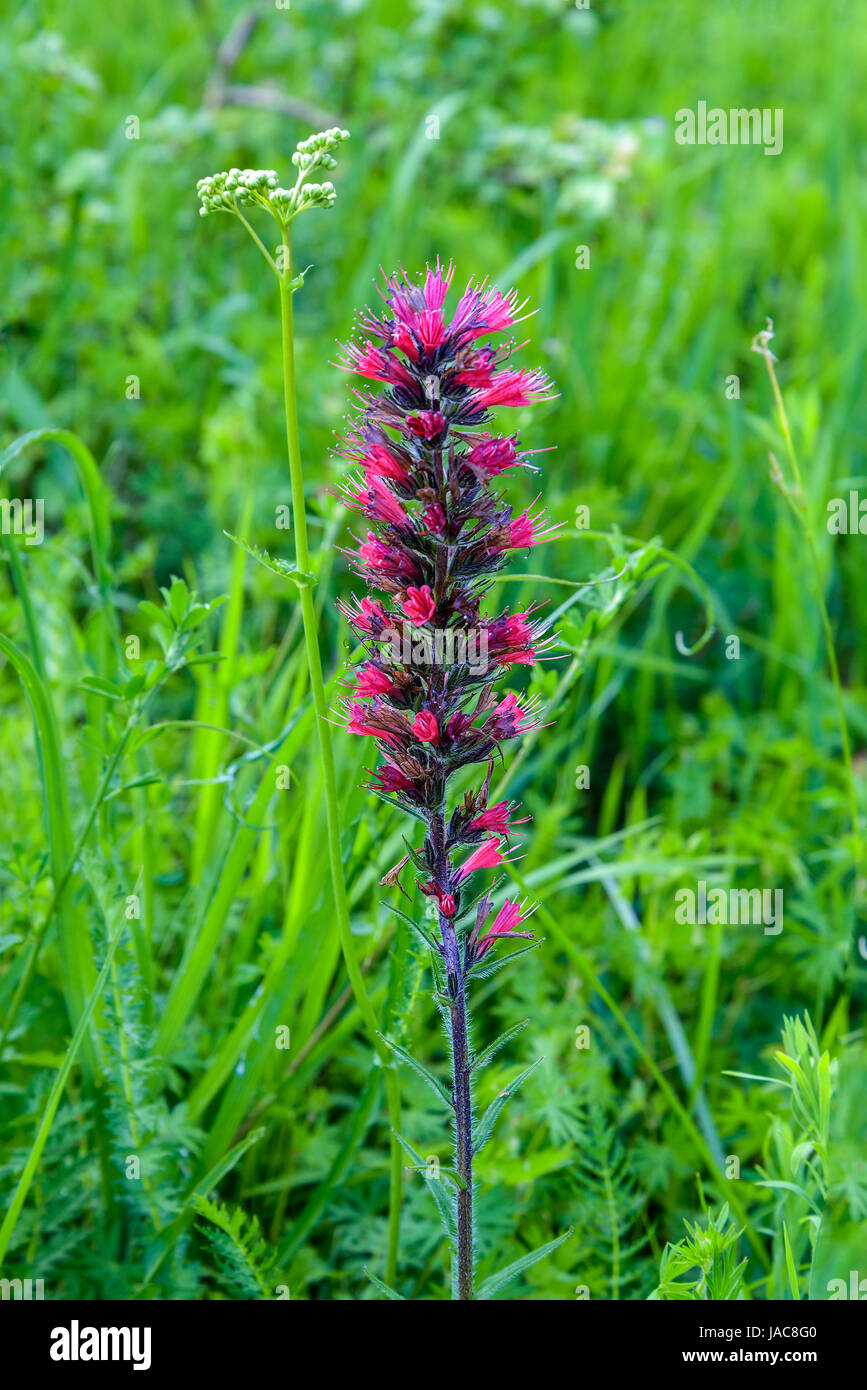 The flower of the Russian bruise (Echium russicum Stock Photo - Alamy