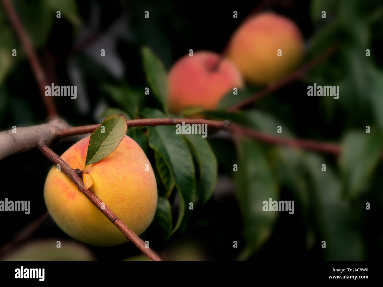 Peach tree stone branches hi-res stock photography and images - Alamy