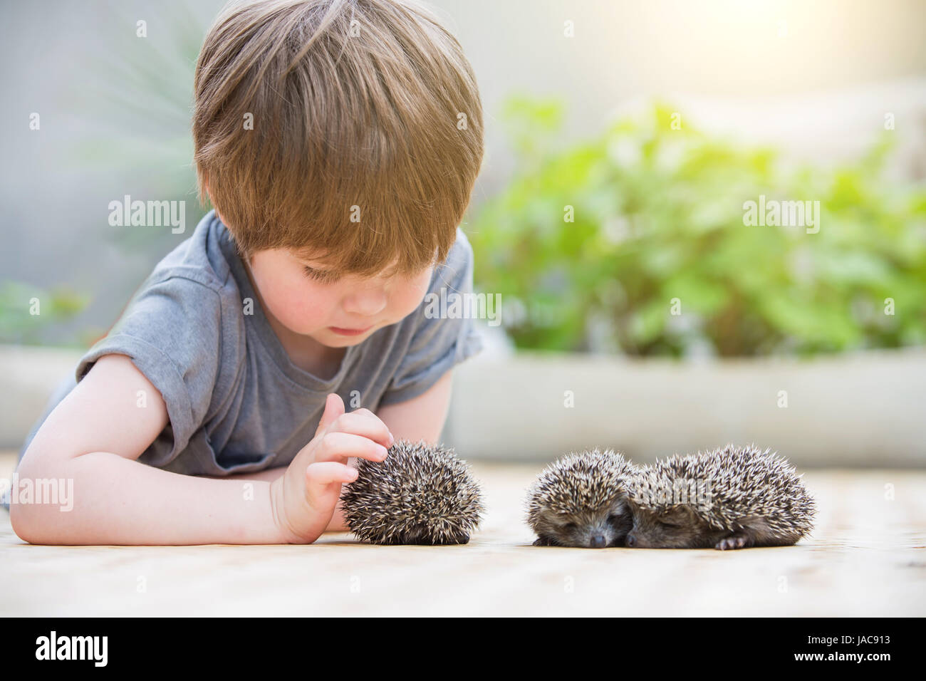 Little boy playing with nice small hedgehog Stock Photo - Alamy