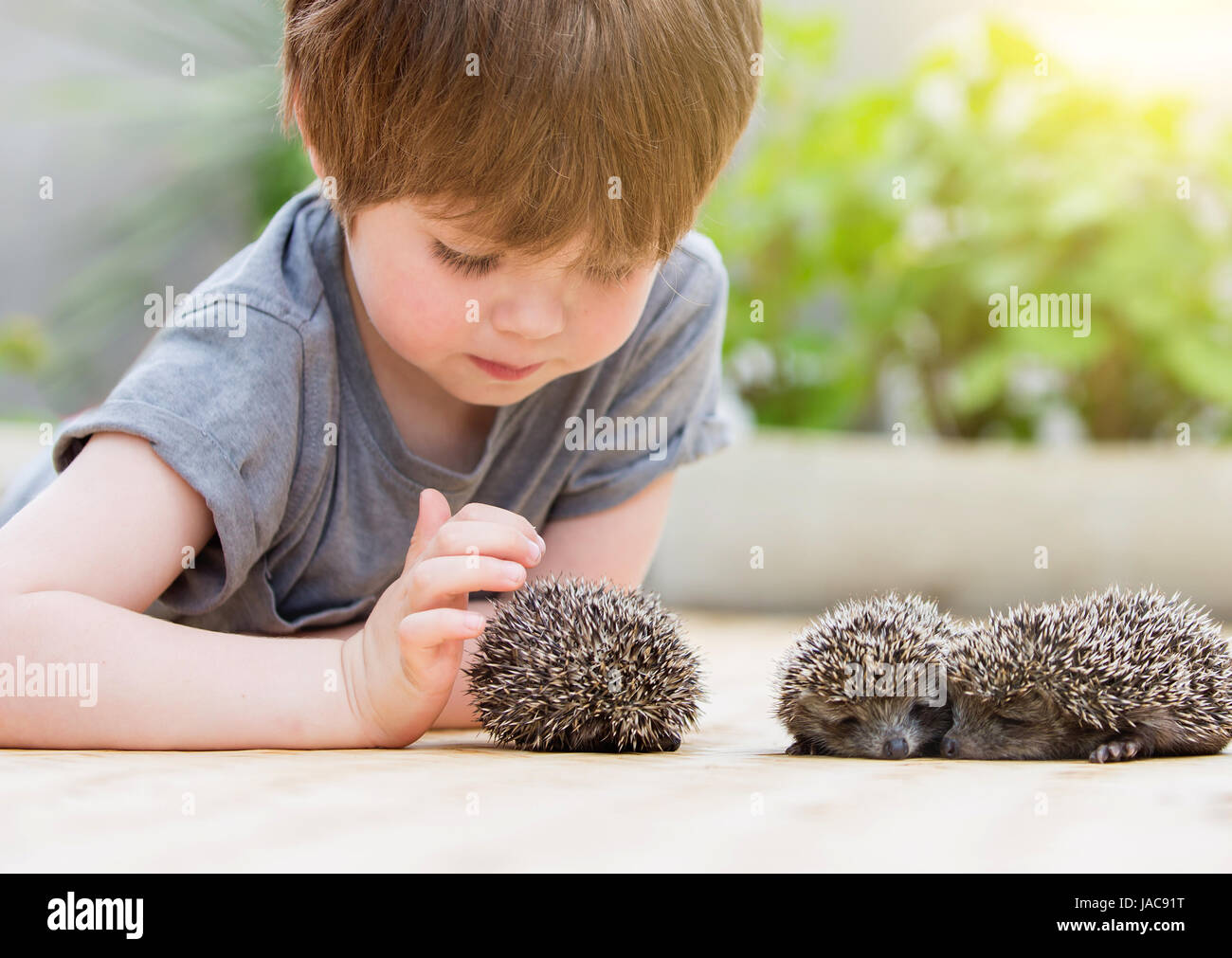 Little boy playing with nice small hedgehog Stock Photo - Alamy