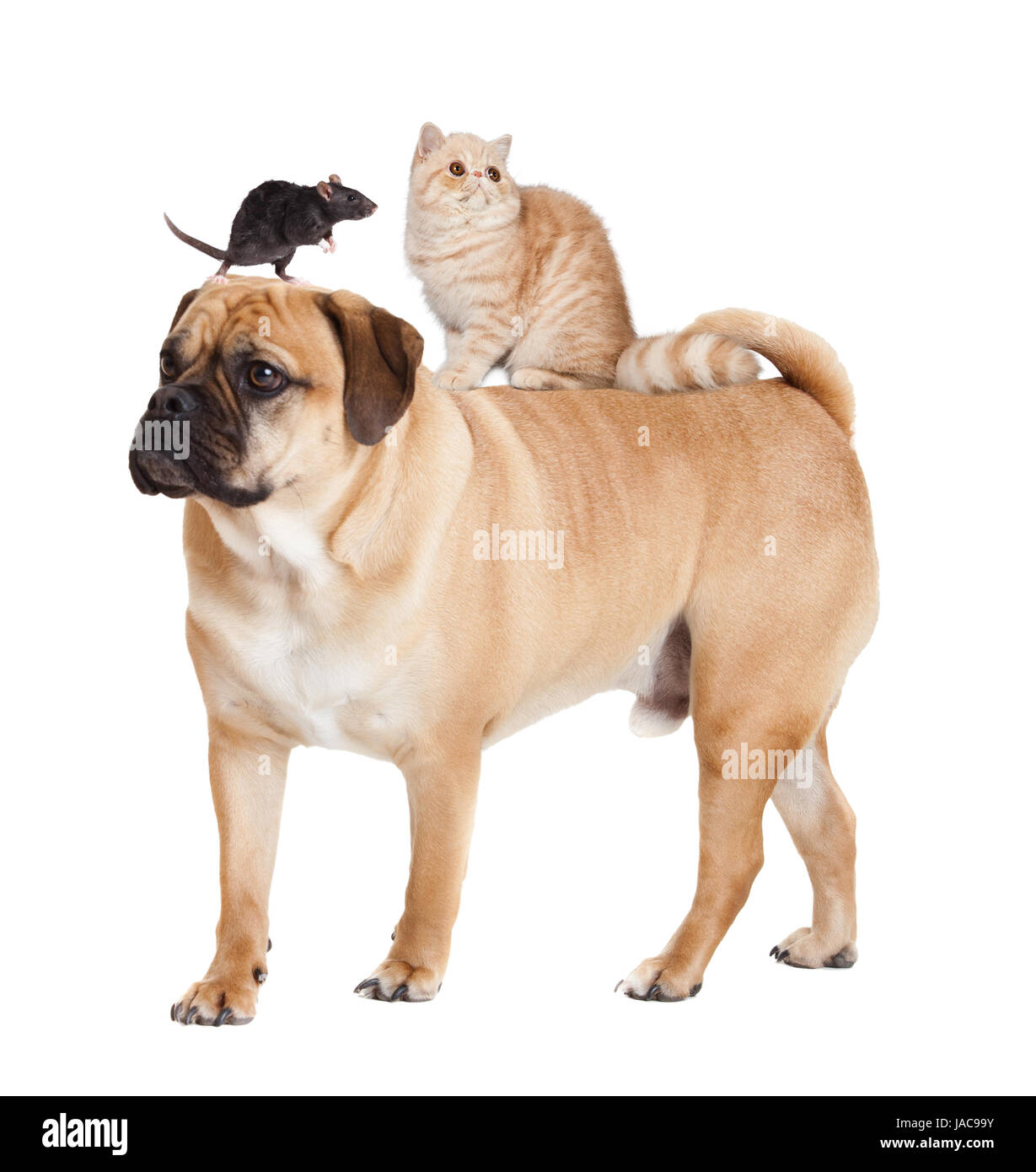 Cat and mouse friends hi-res stock photography and images - Alamy