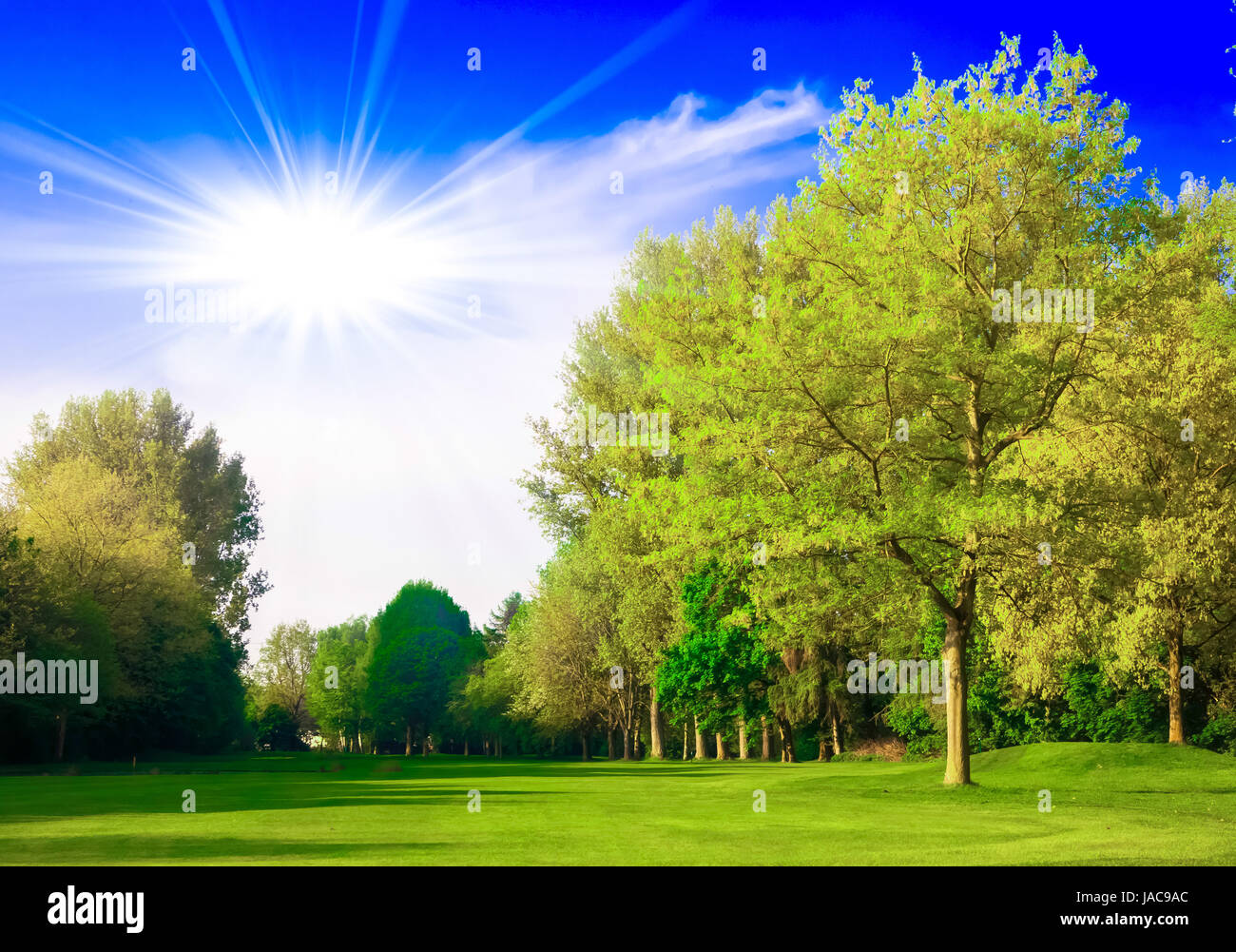 Green field and trees. Summer landscape with green grass. Beautiful ...