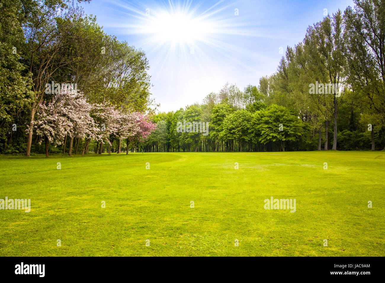 green field and trees. Summer landscape with green gras Stock Photo - Alamy