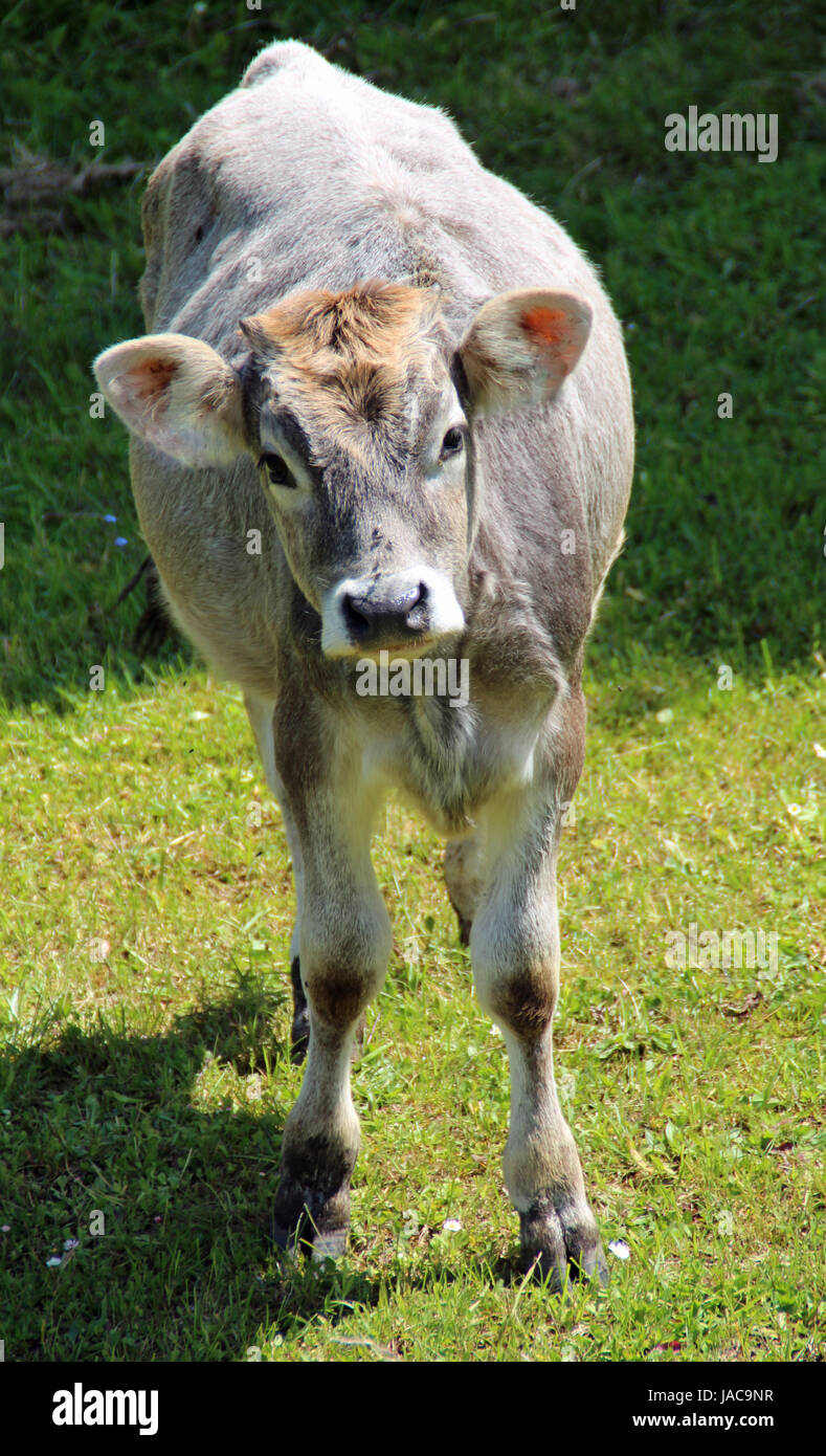 Alpine gray cow hi-res stock photography and images - Alamy