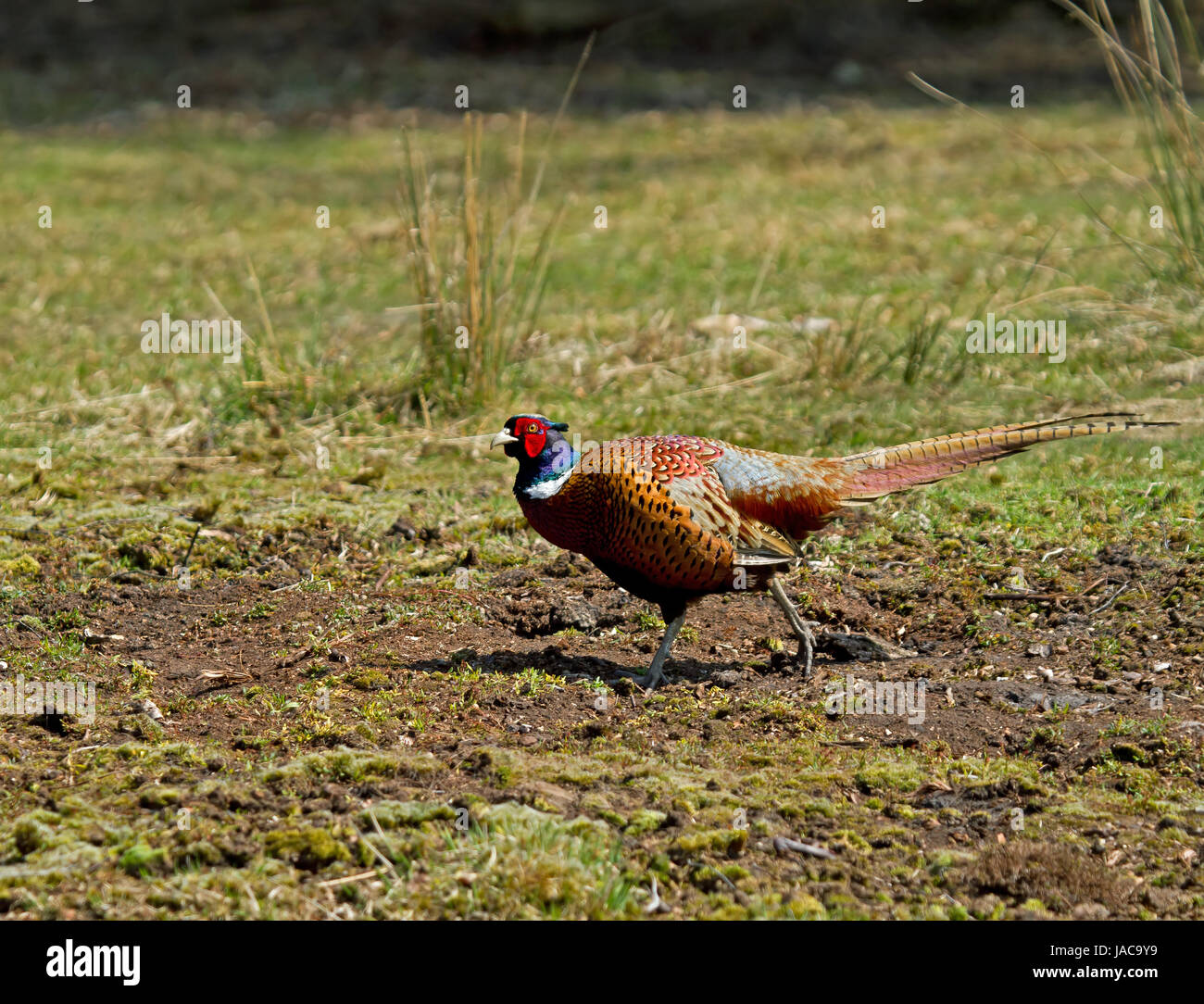Male or Cock Common Pheasant in countryside Stock Photo - Alamy
