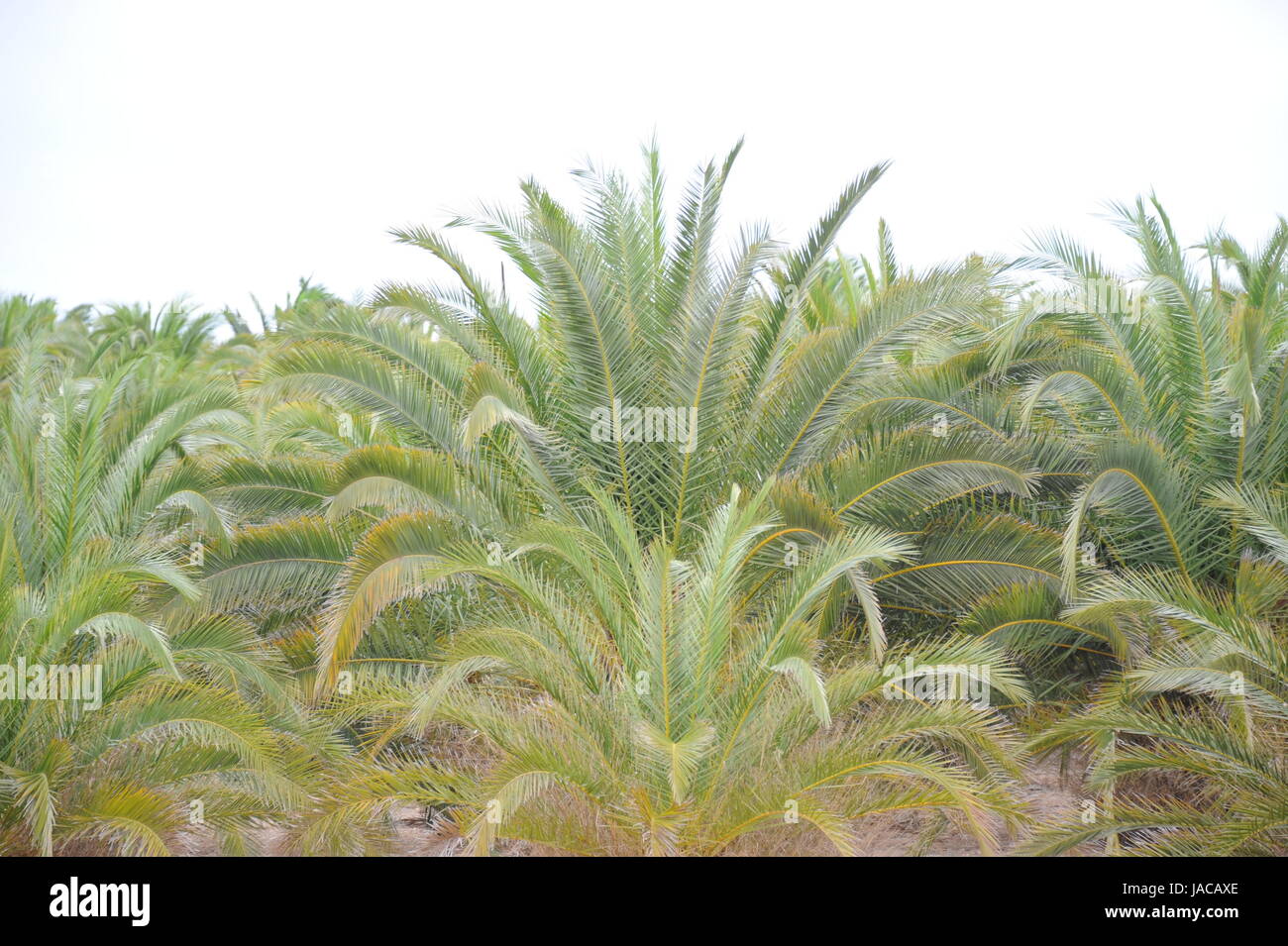 spain - palms Stock Photo - Alamy
