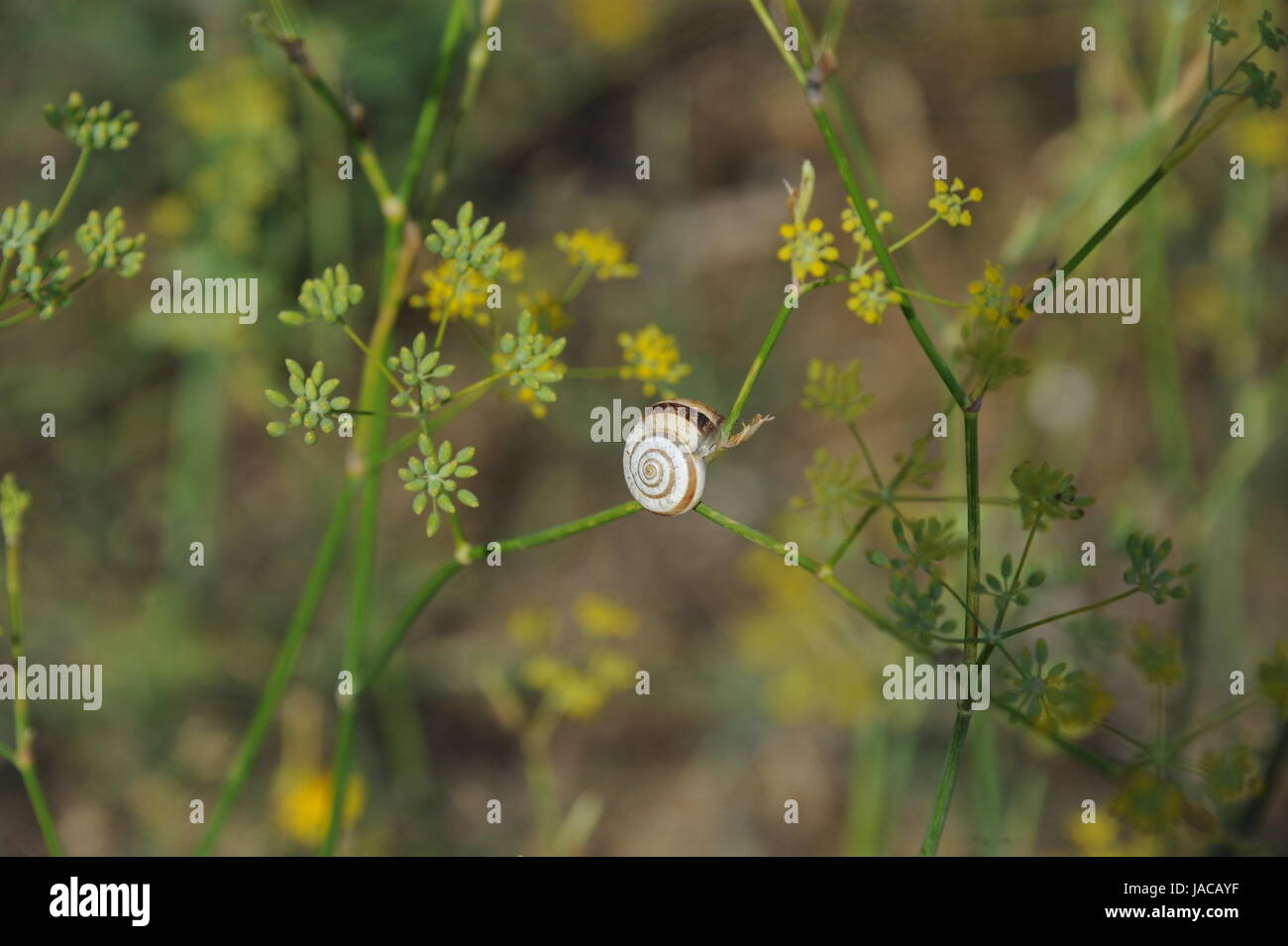 Pale slug hi-res stock photography and images - Alamy