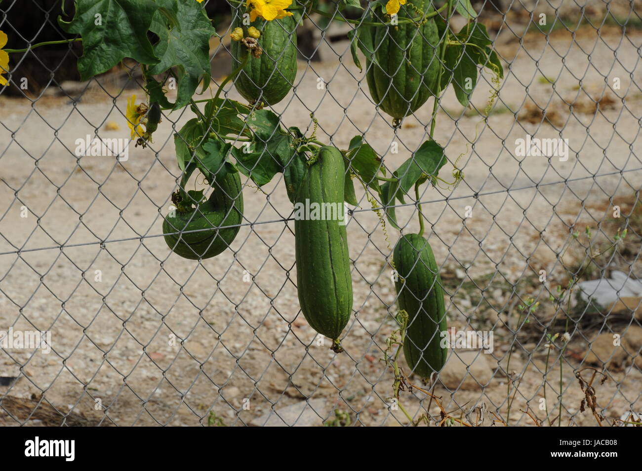 spain - pickles on the field Stock Photo - Alamy