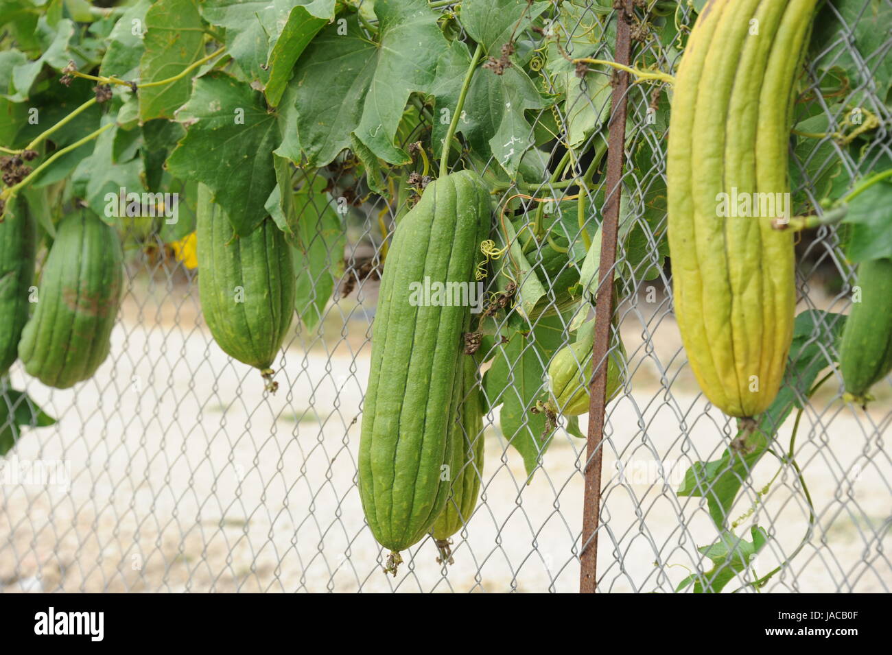 Curved pickles hi-res stock photography and images - Alamy