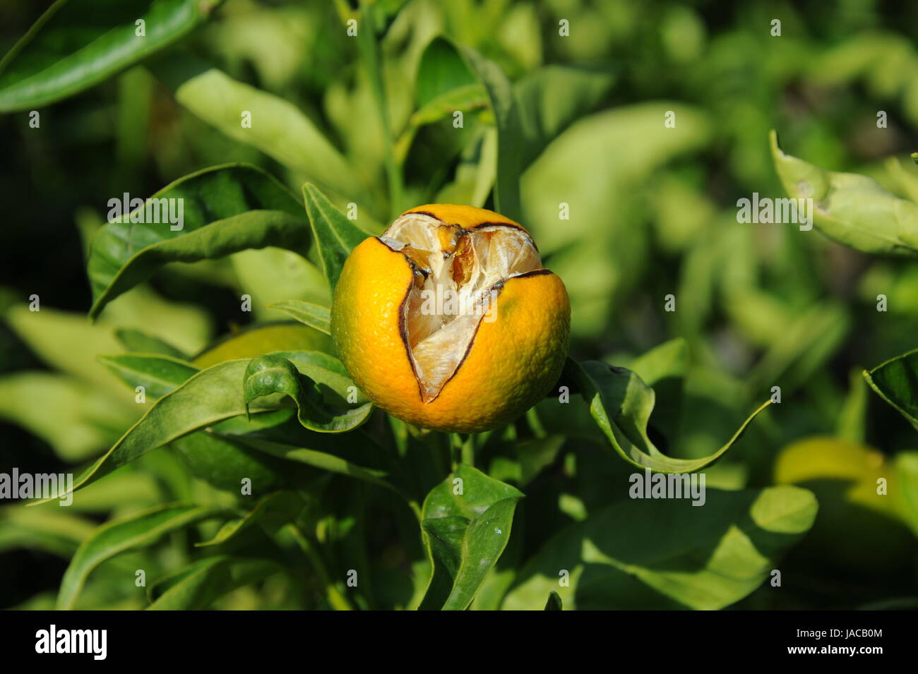 spain - oragen at tree Stock Photo - Alamy