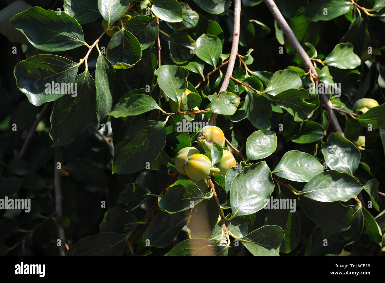 spain - kaki tree Stock Photo - Alamy