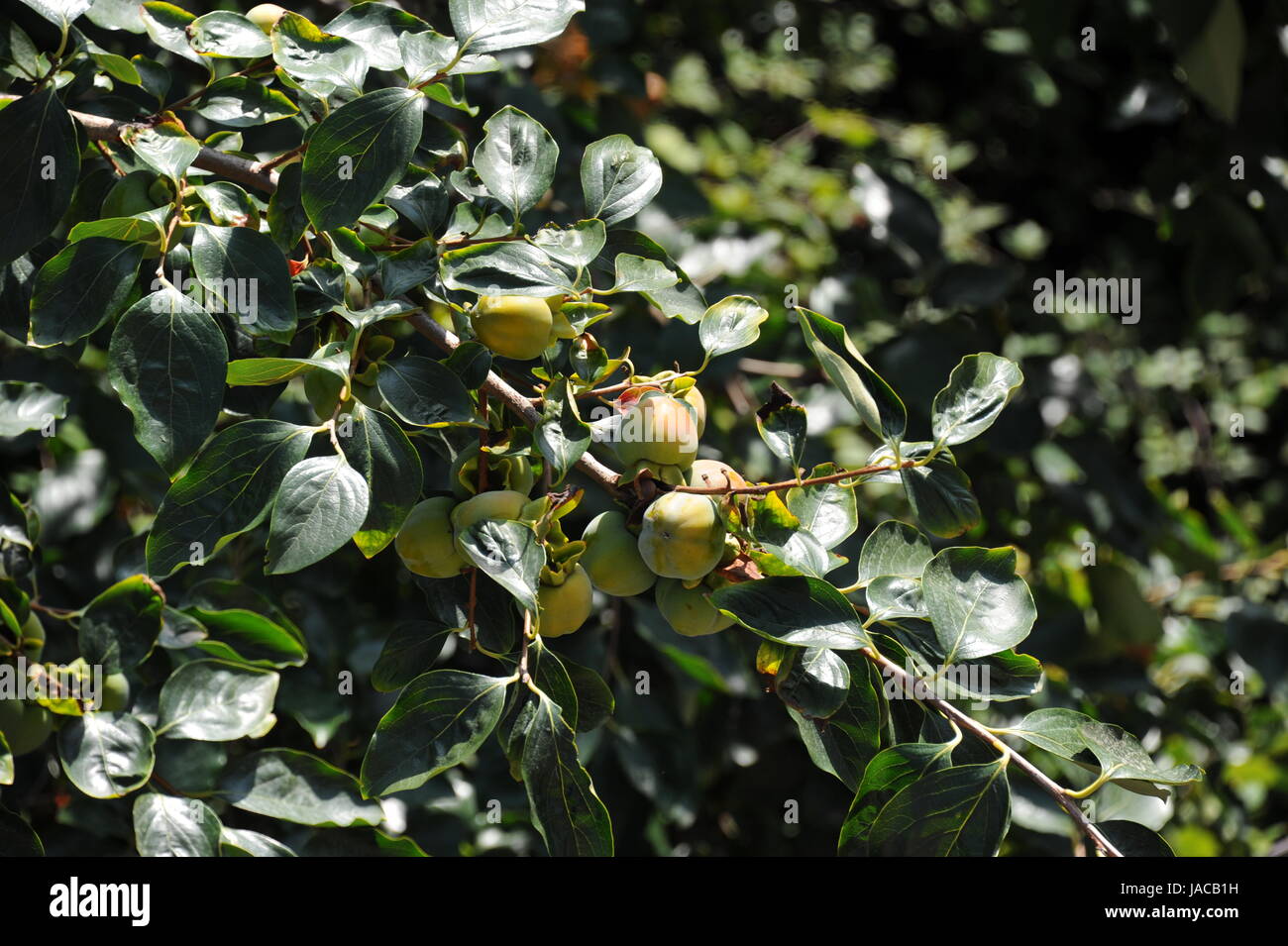 spain - kaki tree Stock Photo - Alamy