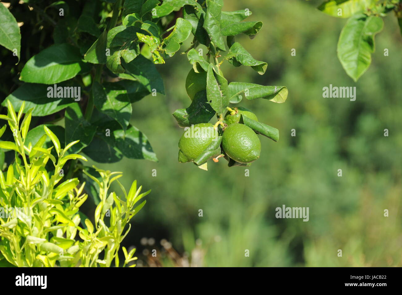 spain - lemon tree am Stock Photo - Alamy