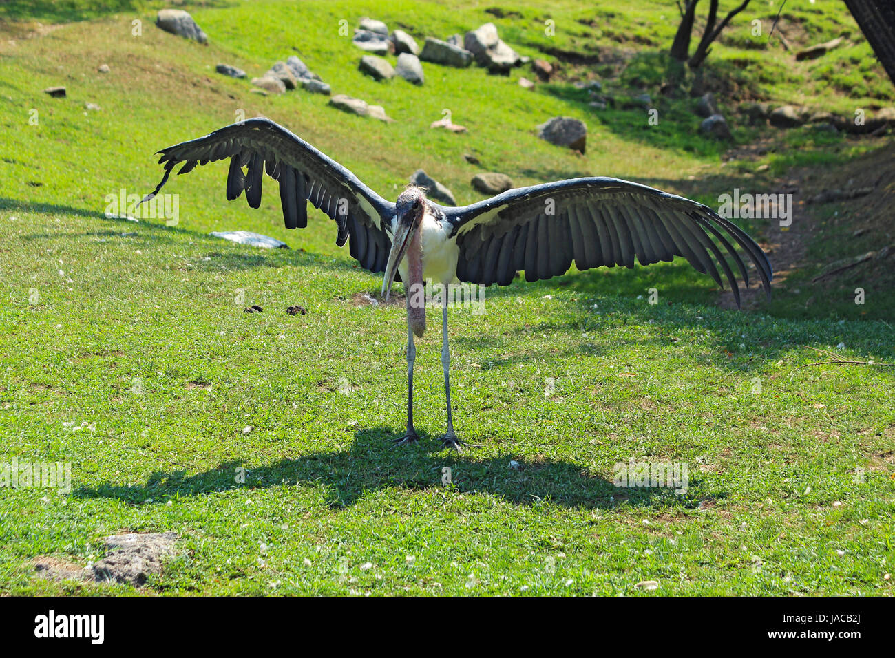 A large Marabou stork (Leptoptilos crumeniferus), also known as the ...