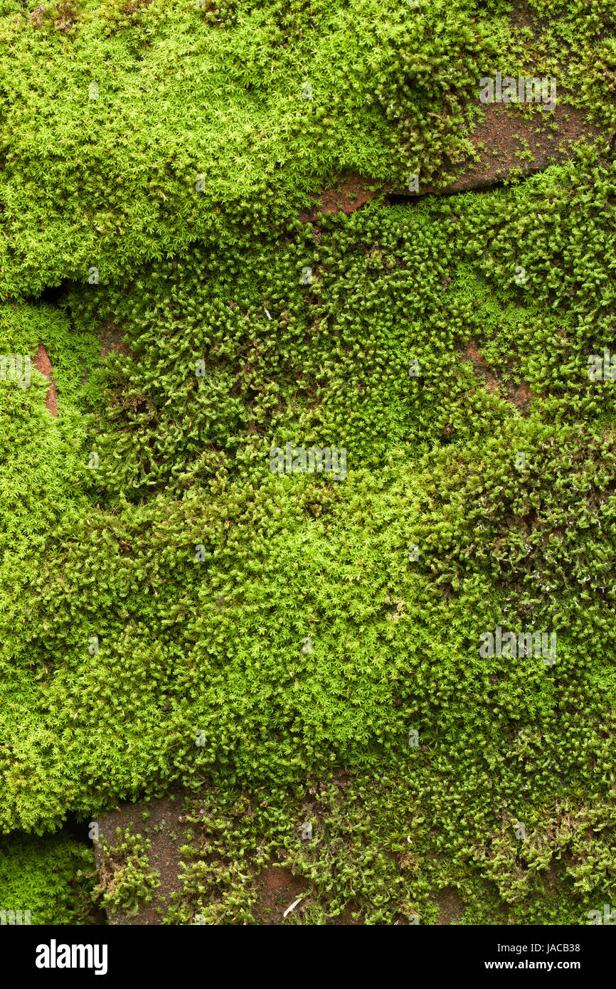 Green lichen background on the brick Stock Photo - Alamy