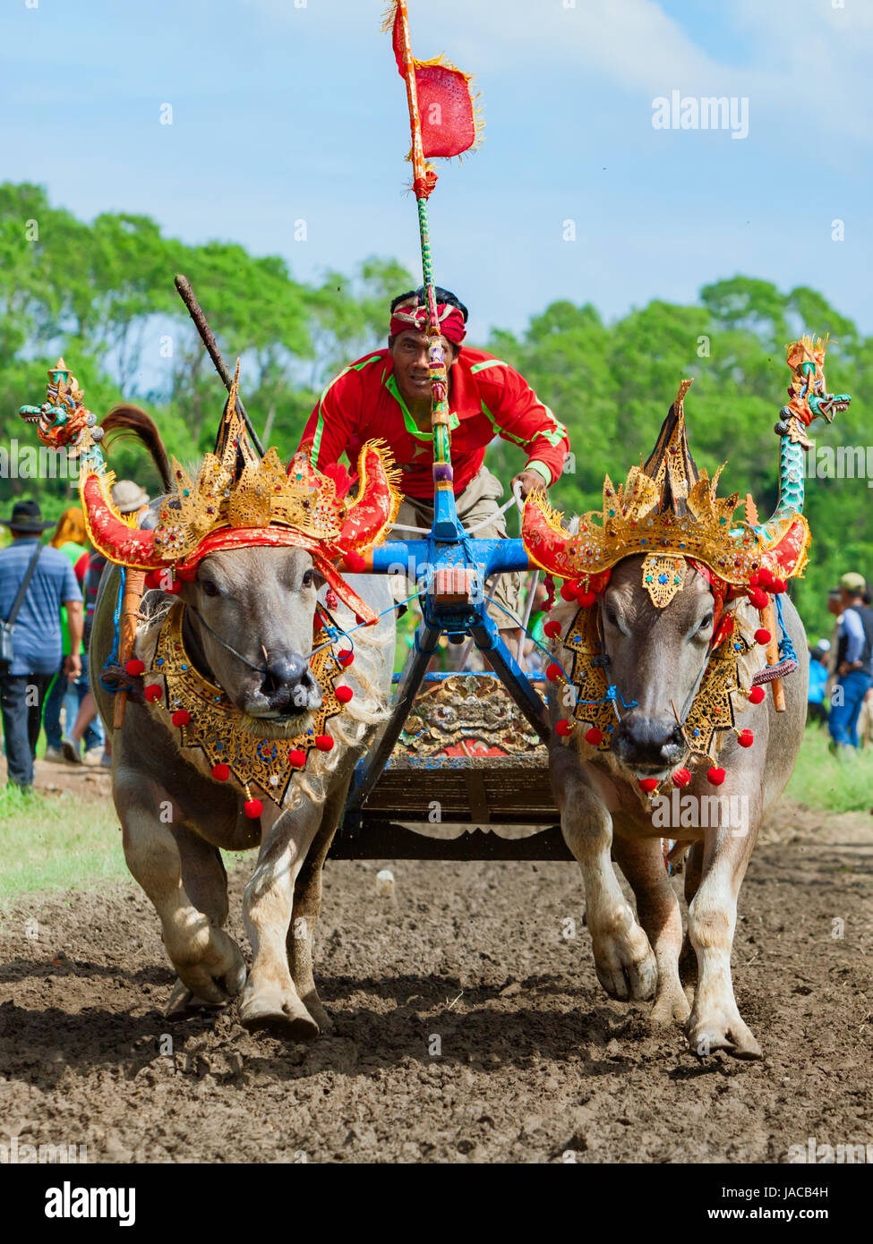Jembrana, Bali island, Indonesia - 09 October, 2016: Decorated running ...