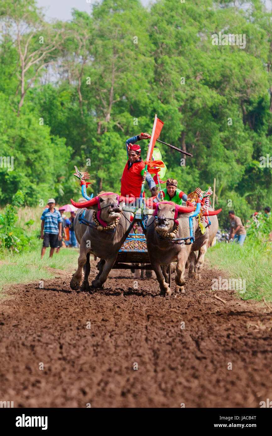 Indonesian traditional competition hi-res stock photography and images ...