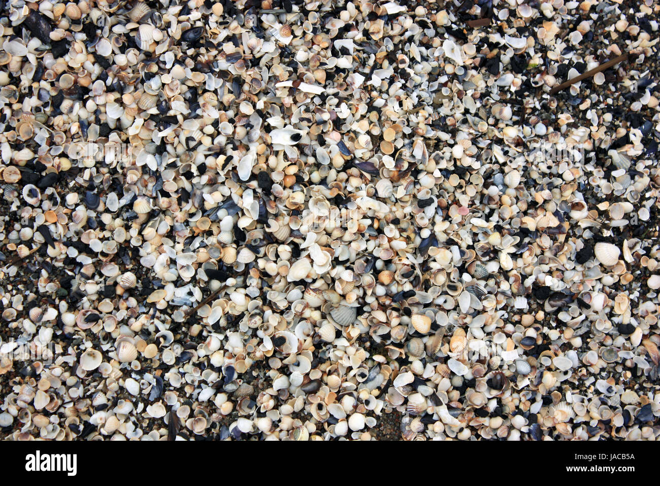 small shells on the baltic sea beach Stock Photo - Alamy