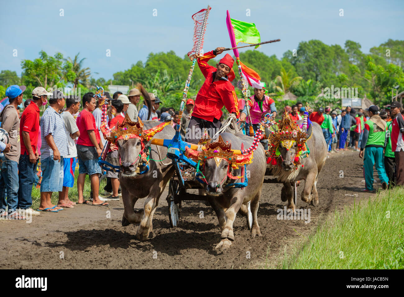 Oxen in harness hi-res stock photography and images - Alamy
