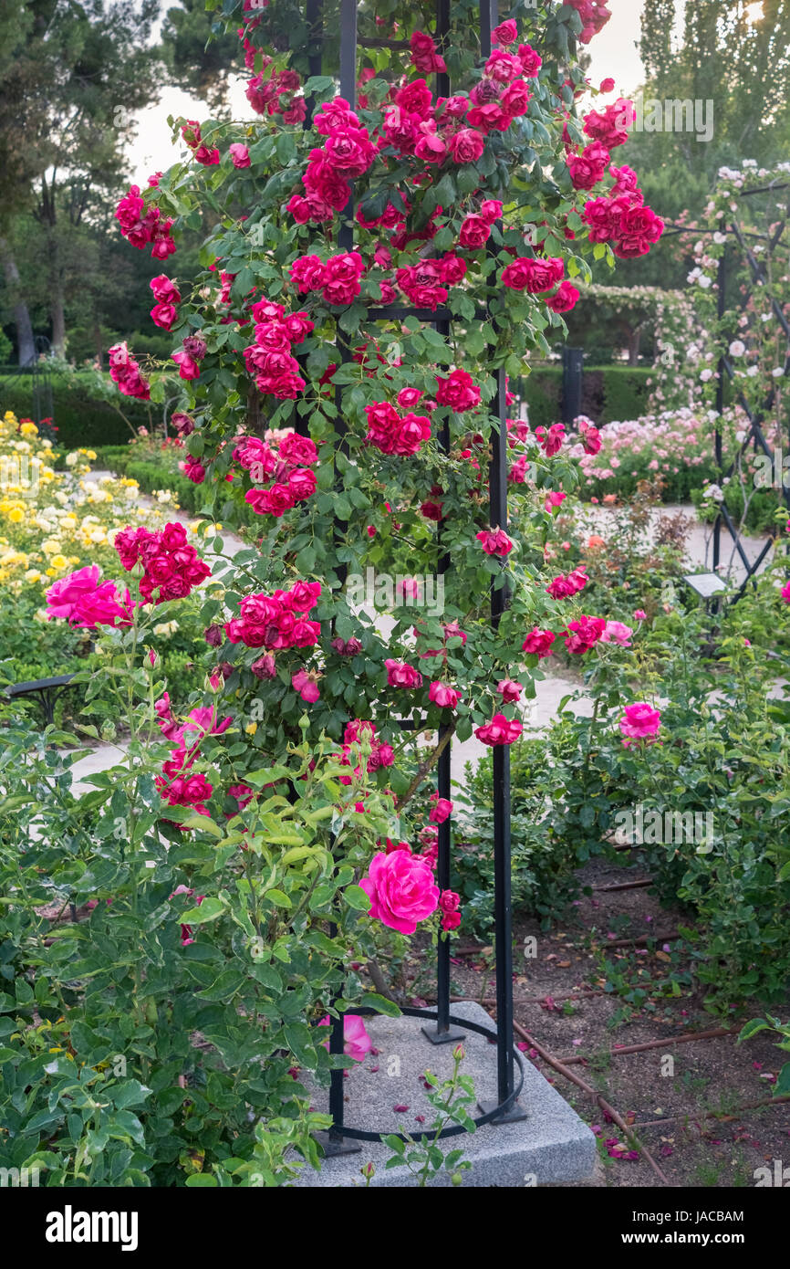 Summer rose park hi-res stock photography and images - Alamy