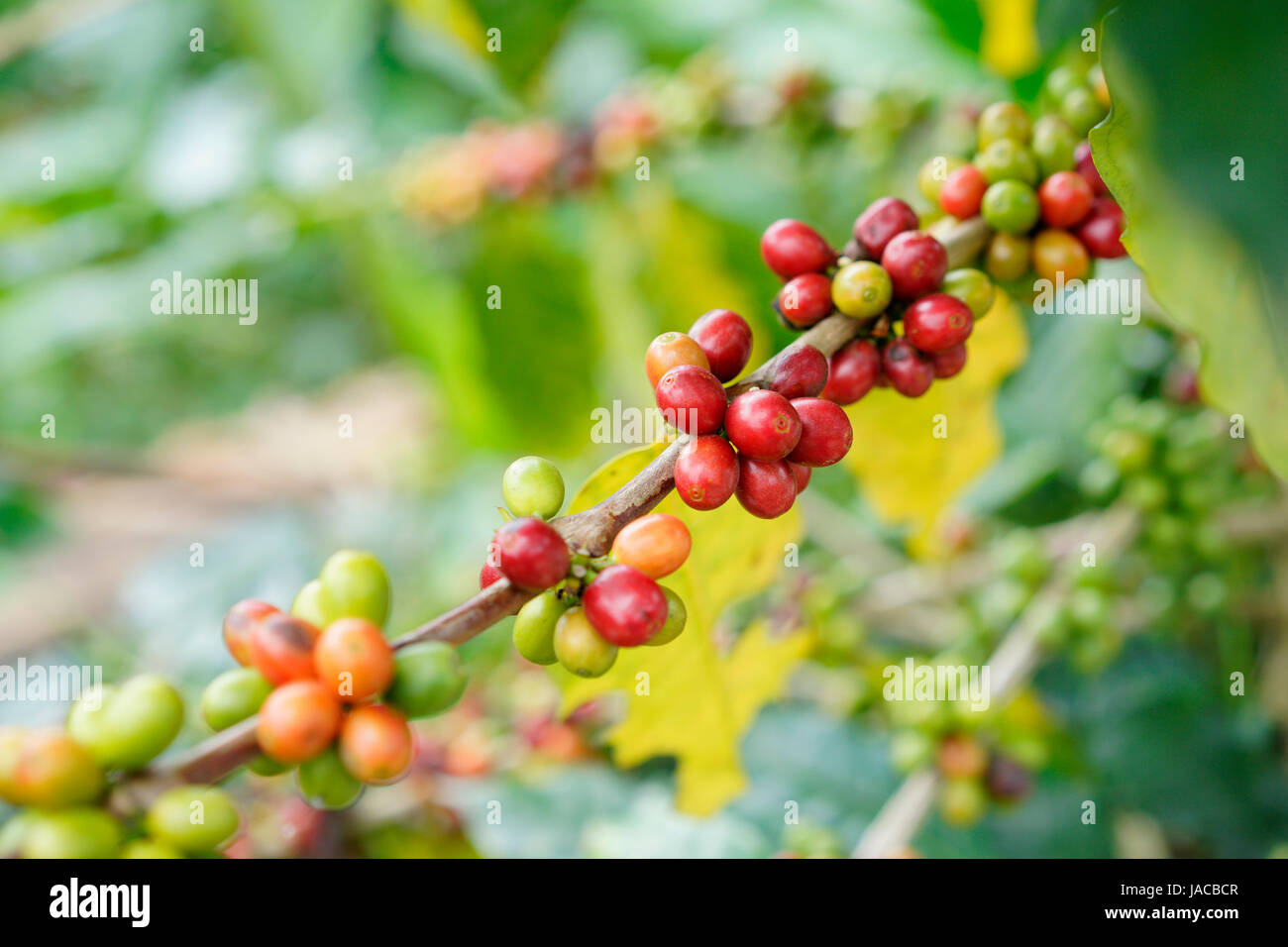 Fresh coffee beans,group of coffee beans,coffee tree branch Stock Photo ...