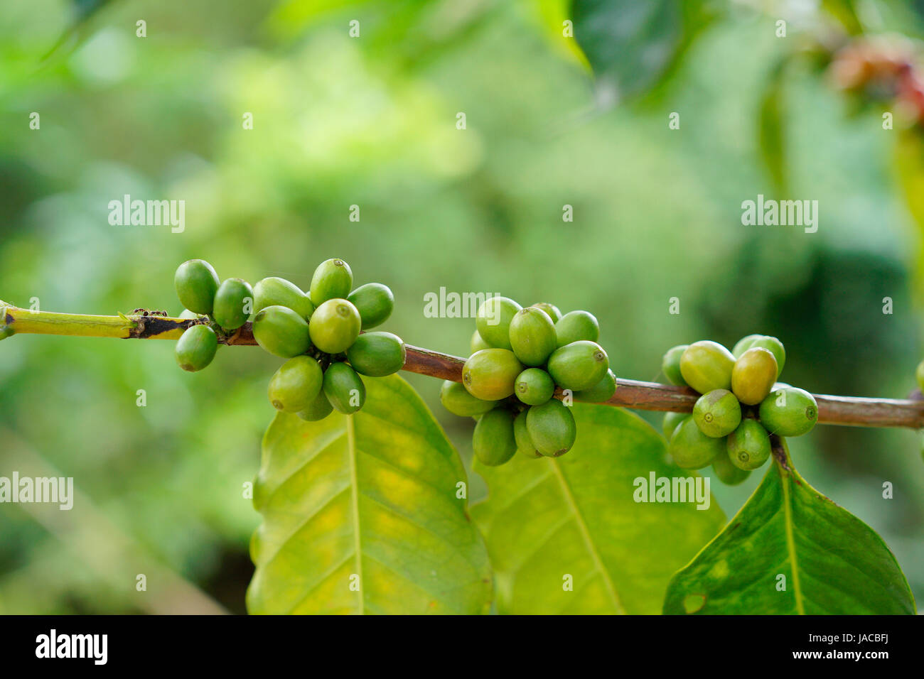 Fresh coffee beans,group of coffee beans,coffee tree branch Stock Photo ...
