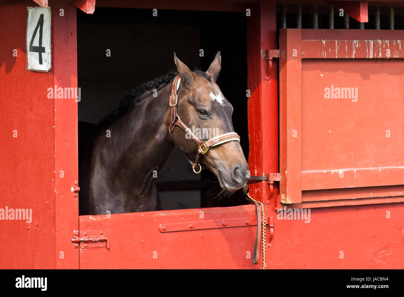 Equine Boxes High Resolution Stock Photography and Images - Alamy