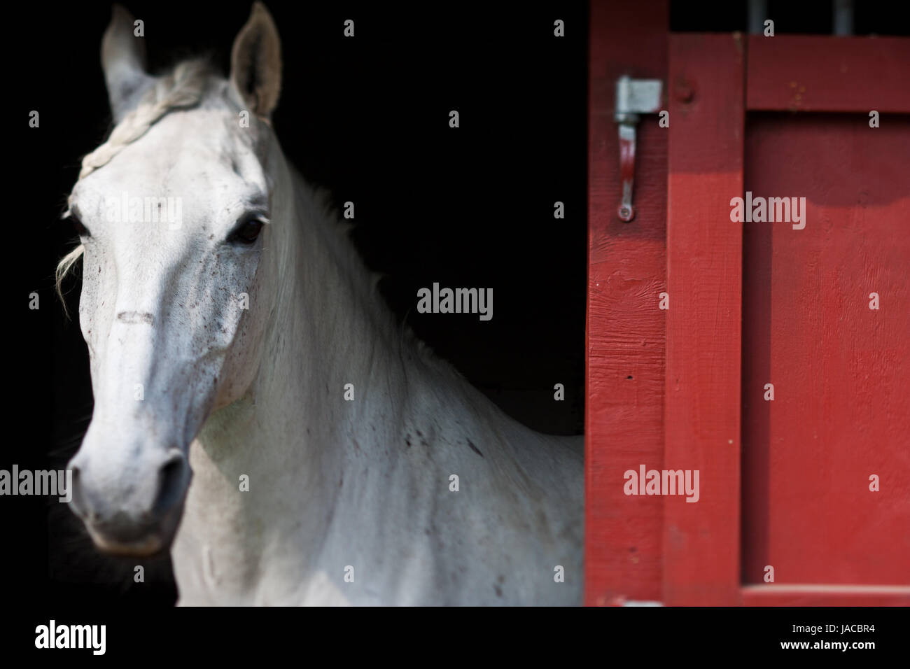 Horse show in denmark in the summer: white horses in boxes Stock Photo ...