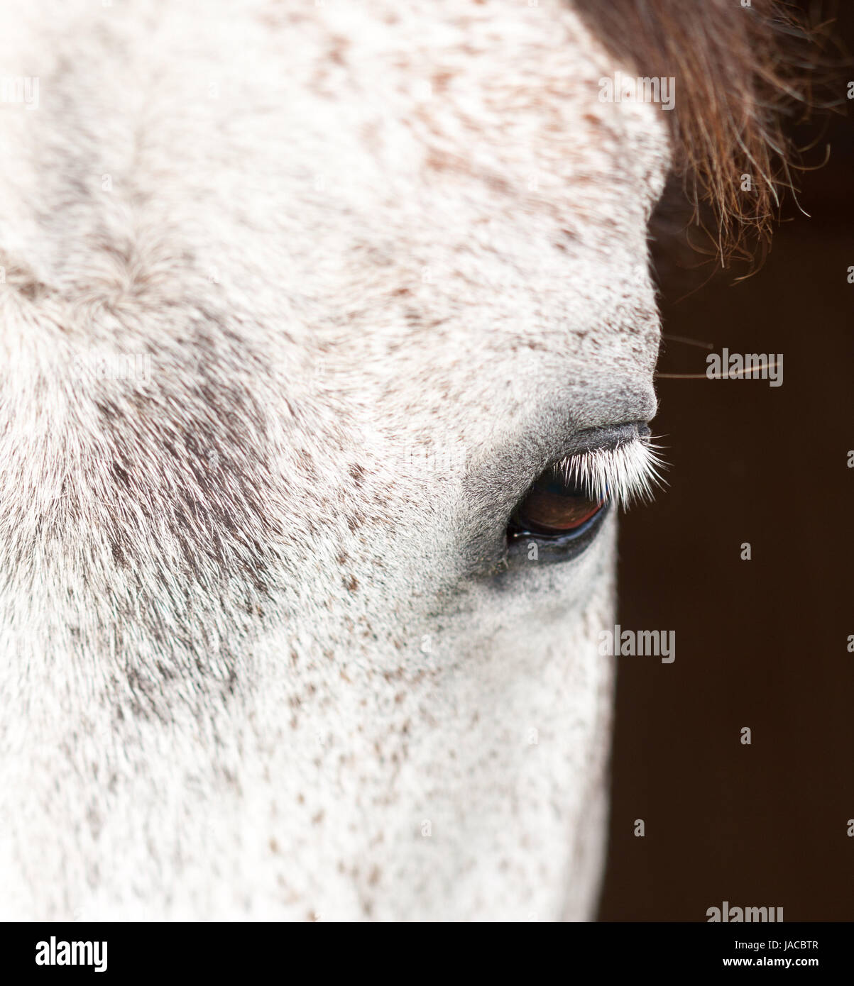 Horse show in denmark in the summer: white horses in boxes Stock Photo ...