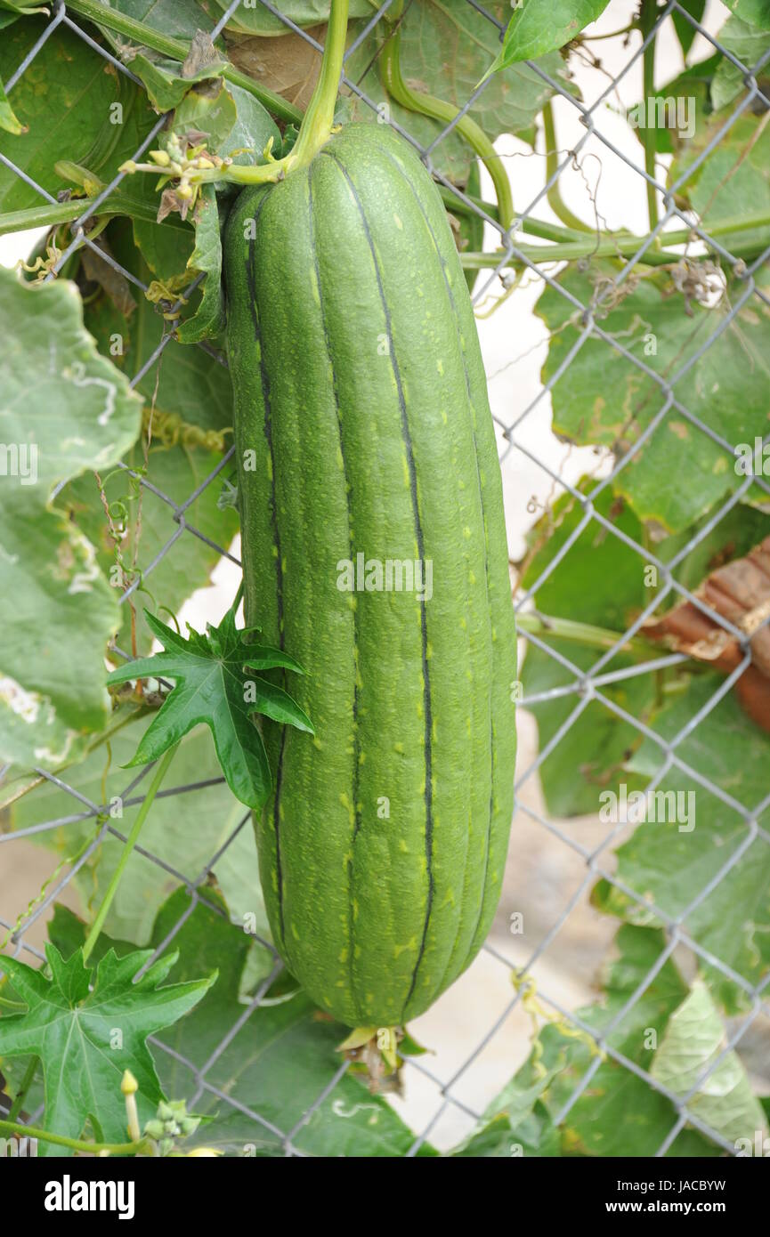 Curved pickles hi-res stock photography and images - Alamy