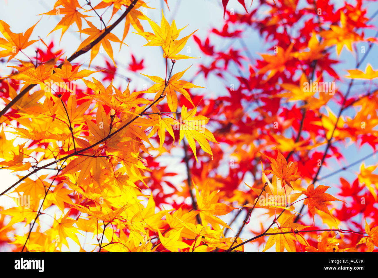 Color changing maple leave in autumn Stock Photo - Alamy