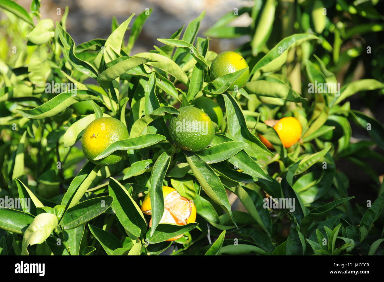 Oragen hi-res stock photography and images - Alamy