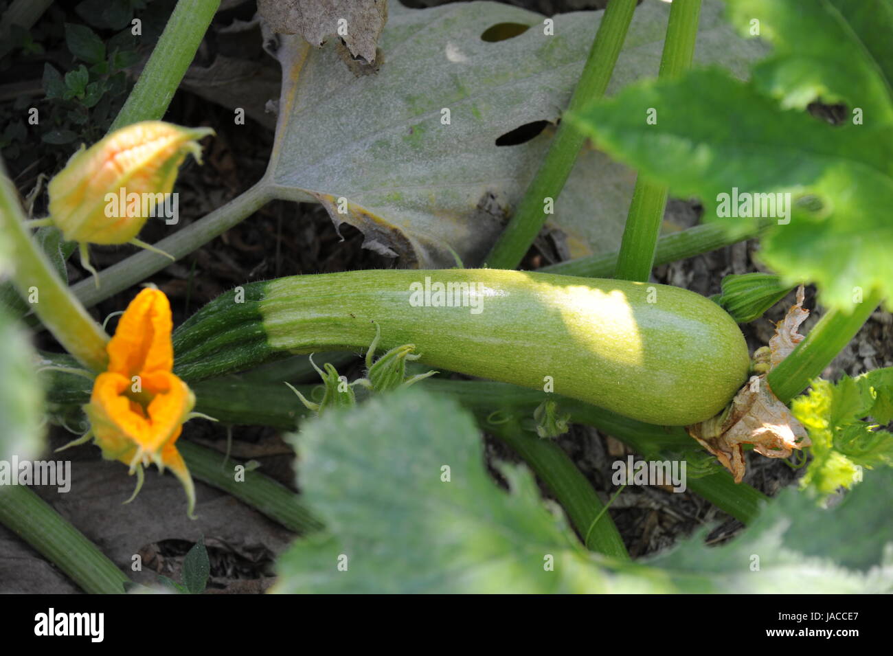 spain - pickles on the field Stock Photo - Alamy