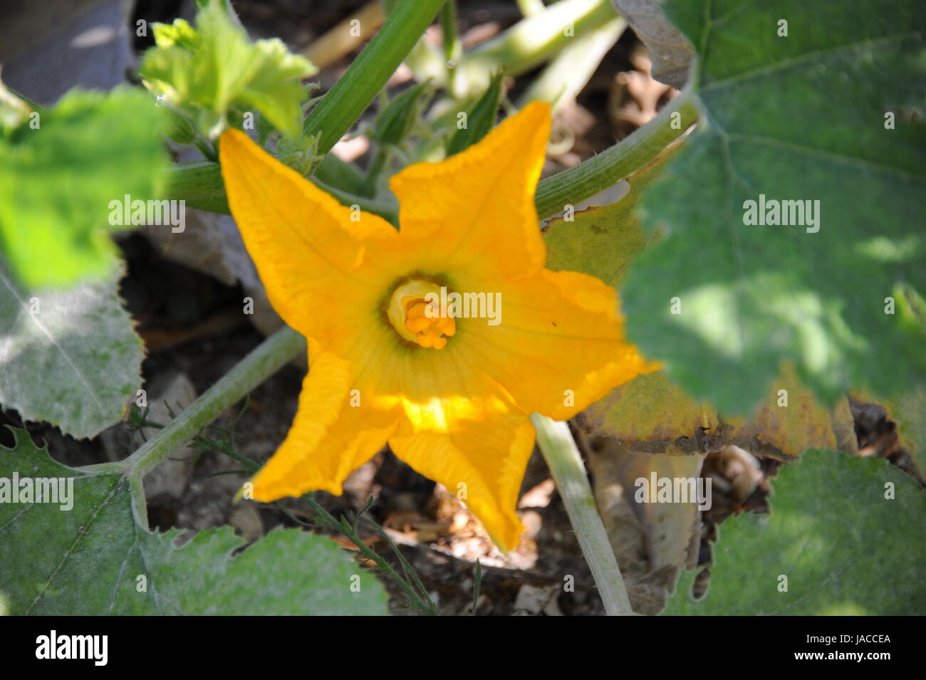 Curved pickles hi-res stock photography and images - Alamy