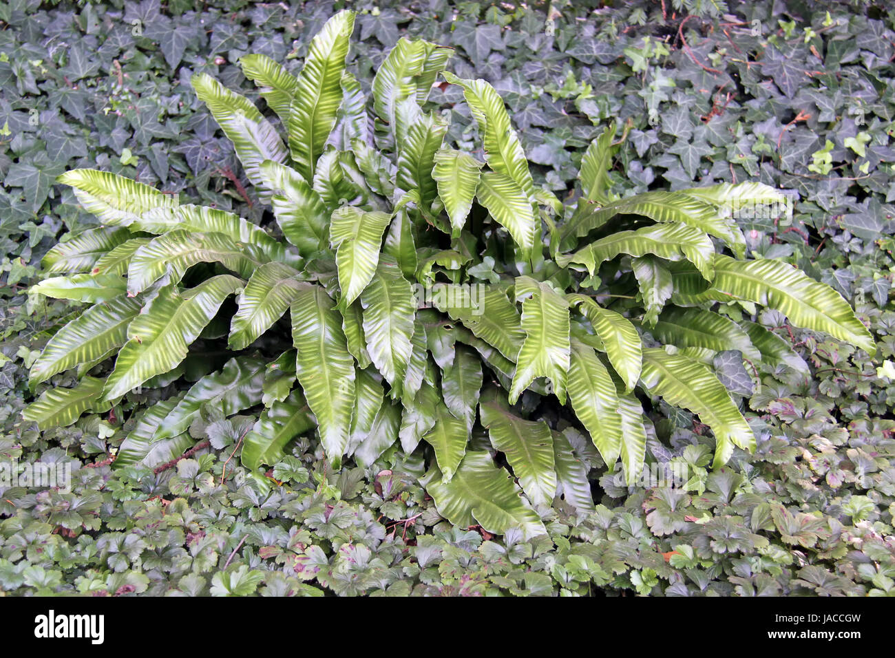hart's phyllitis scolopendrium Stock Photo - Alamy