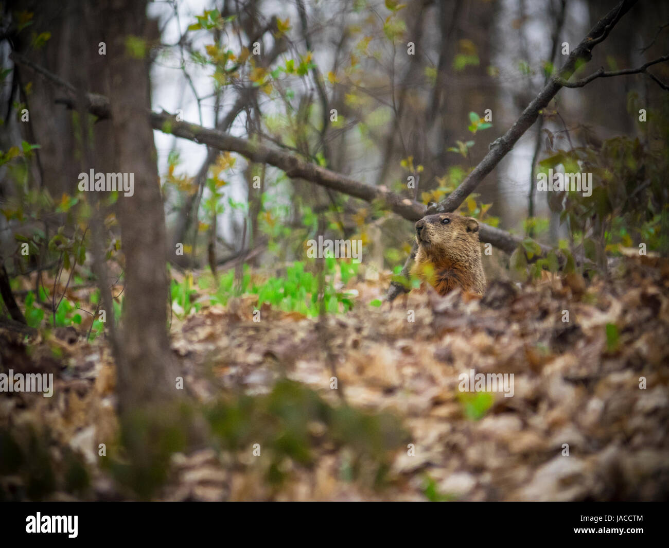 Ground hog on ground hi-res stock photography and images - Alamy