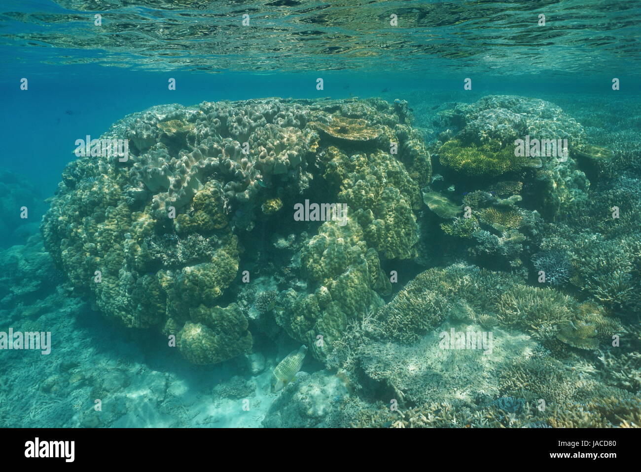 South Pacific ocean shallow underwater coral reef in the lagoon of ...