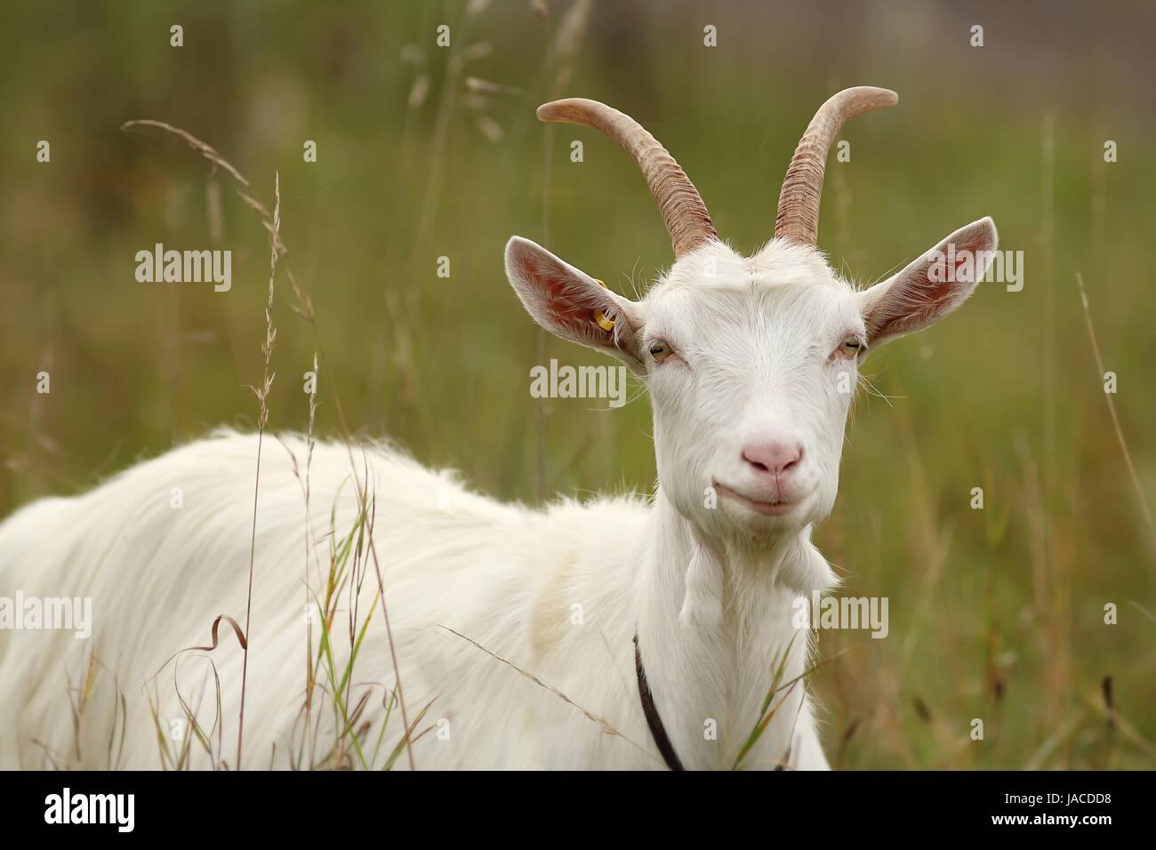 House goat capra aegagrus hircus hi-res stock photography and images ...
