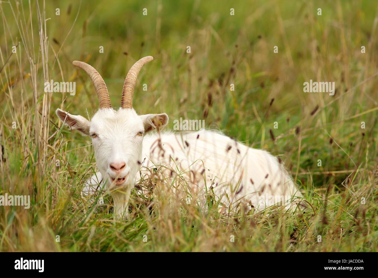white house goat / white goat Stock Photo - Alamy