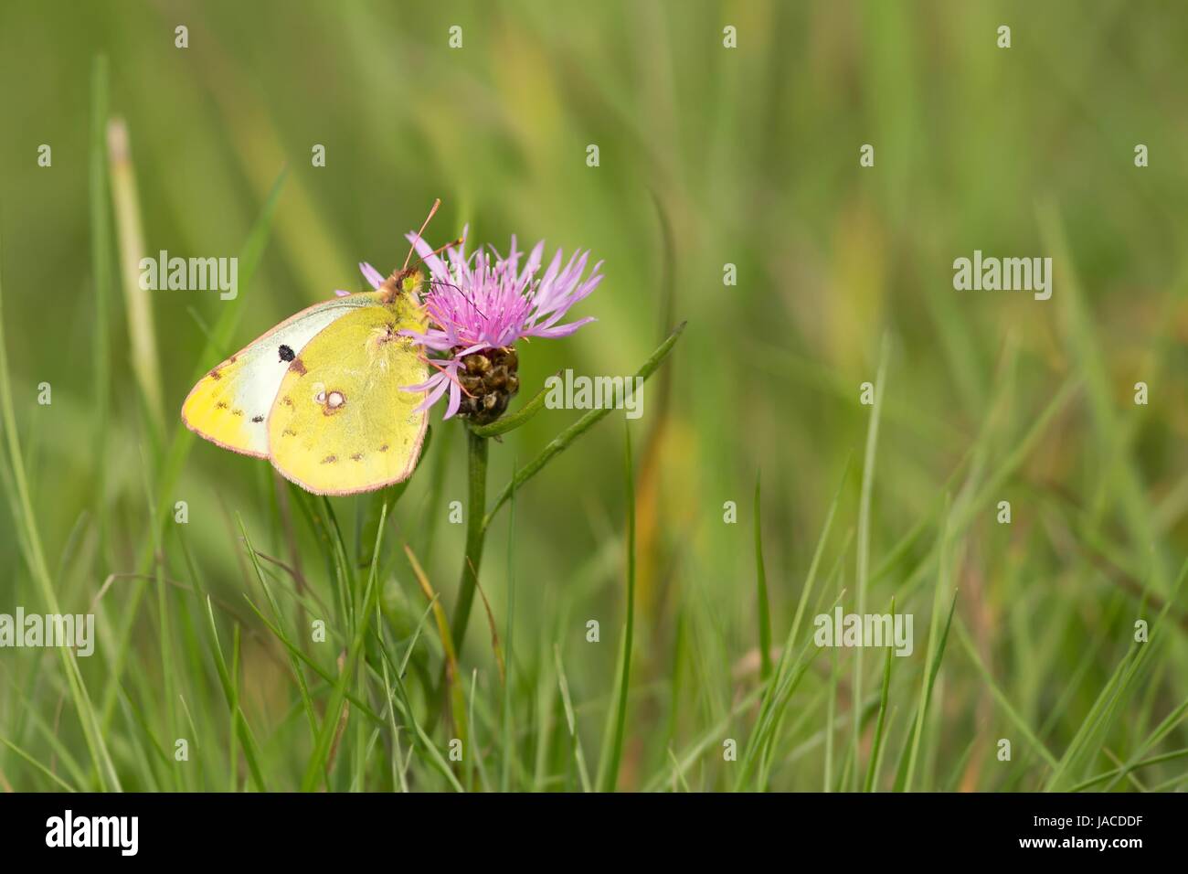 Southern hay moth hi-res stock photography and images - Alamy