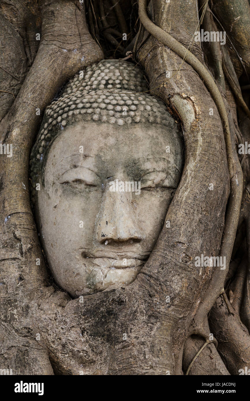 Buddha head in tree Stock Photo - Alamy